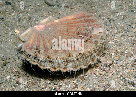 Living Edible Clam Scallop, Pecten jacobaeus, Piran, Adriatic Sea ...