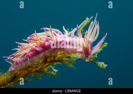 Pink Sea Slug, Coryphella pedata, Pag Island, Adriatic Sea, Croatia ...