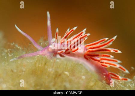 Pink Sea Slug, Coryphella pedata, Pag Island, Adriatic Sea, Croatia ...