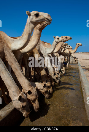 Camels drinking in a row in a farm, North-Western province, Berbera ...