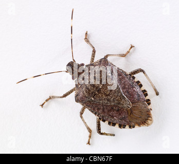 Shield bugs, Stink bug (Pentatomidae), eggs and larvae of a shield bug ...