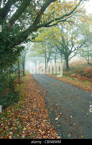 Lonely Autumn Tree May Hill Gloucestershire UK Stock Photo - Alamy