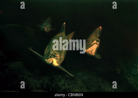 Just-caught Pink salmon or humpback salmon (Oncorhynchus gorbuscha ...