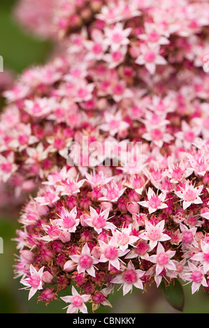 Hylotelephium 'Matrona' / Sedum 'Matrona', stonecrop - dense clusters ...