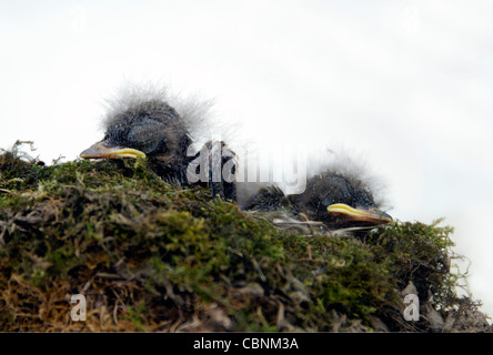 newborn baby birds resting in nest with closed eyes during early stage ...