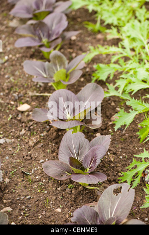 Pak choi ‘Red’, Brassica rapa ssp chinensis ‘Red’ Stock Photo - Alamy