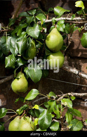 Fan-trained pear tree (Pyrus communis) ‘Doyenné du Comice’ in the Fruit ...