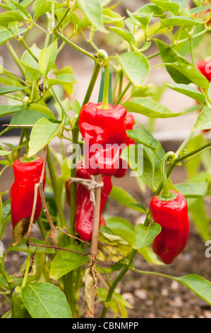 Bright red upright chilli peppers growing on a plant Stock Photo - Alamy