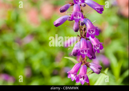 Penstemon ‘Vesuvius’ in flower Stock Photo - Alamy