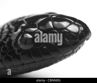 juvenile black headed python Stock Photo - Alamy