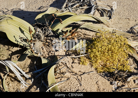 Welwitschia mirabilis in the Namib desert, Namibia Stock Photo - Alamy