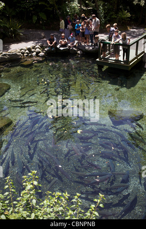 Trout in pools watched by school children at Rainbow Springs, Rotorua ...