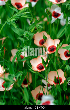 linum grandiflorum charmer salmon Stock Photo - Alamy