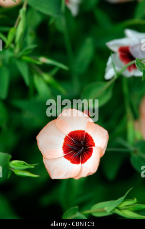 linum grandiflorum charmer salmon flowers flowering perennials blooms ...