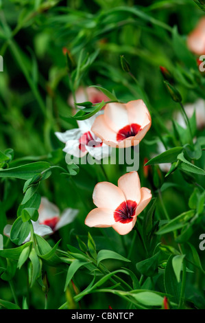 linum grandiflorum charmer salmon flowers flowering perennials blooms ...