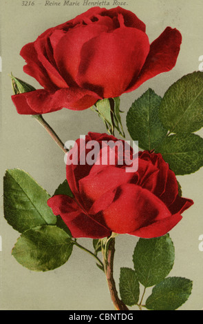 Two red roses Stock Photo - Alamy