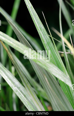 astelia chathamica silver spear ornamental grasses foliage leaves plant ...