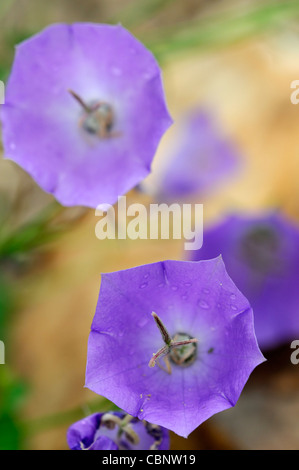 Campanula carpatica Light Blue Clips Carpathian Harebell bellflower ...