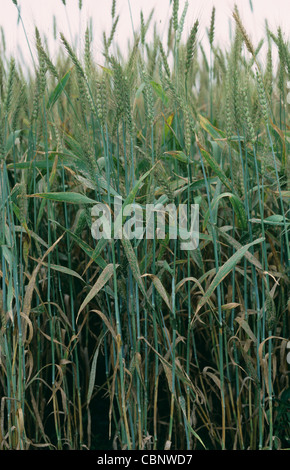 Powdery mildew Erysiphe sp white mycelium on tomato leaves Stock Photo ...