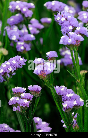 Statice sinuata Sunburst pale blue Limonium flowers bloom blossom ...