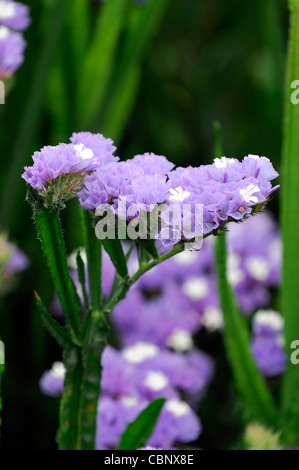 Statice sinuata Sunburst pale blue Limonium flowers bloom blossom ...