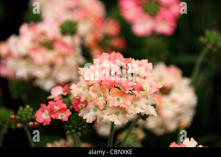Verbena hybrida Peaches and Cream Trailing Verbena Clump Verbena short ...