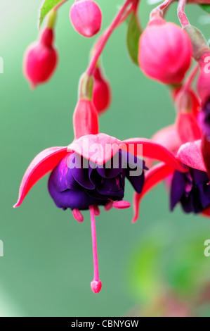 Fuchsia Dollar Princess deciduous shrub double flowers cerise-crimson ...