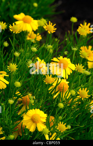helenium amarum goldfield annual Cut Flowers Container Bed bedding ...