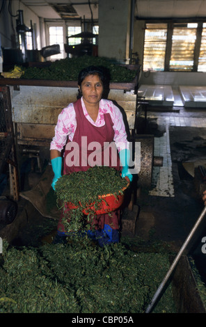 Kandy (Sri Lanka): tea factory Stock Photo - Alamy