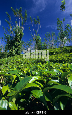 Tea plantation, surrounding of Kandy, Sri Lanka Stock Photo - Alamy
