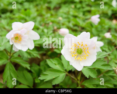 Wood anemone - anemone nemerosa in detail with flower and leaves ...