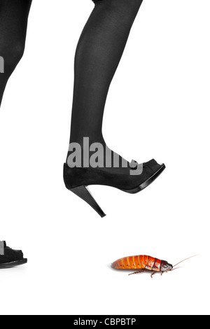 A high heel about to step on a cockroach Stock Photo - Alamy