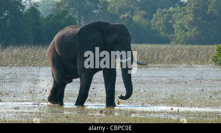 this massive wild African elephant was crossing its back legs just ...