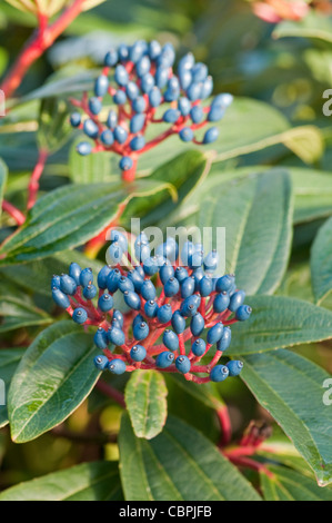 Viburnum davidii ,blue berries, winter spring, fruits, garden plant ...