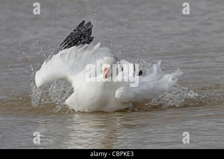 Snow goose bathing Stock Photo - Alamy