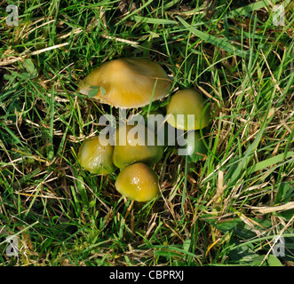 Parrot Toadstool or Parrot Waxcap (Hygrocybe psittacina Stock Photo - Alamy