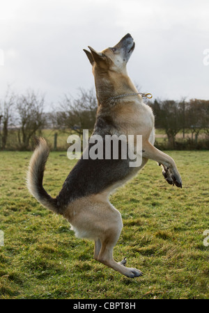 German Shepherd jumping into the air Stock Photo - Alamy