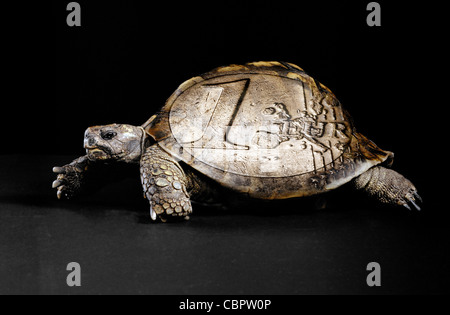 carapace colorful exotic eye looking nature patience pet profile Stock ...