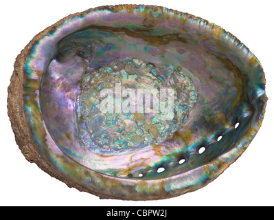 Abalone nacre shell Stock Photo - Alamy