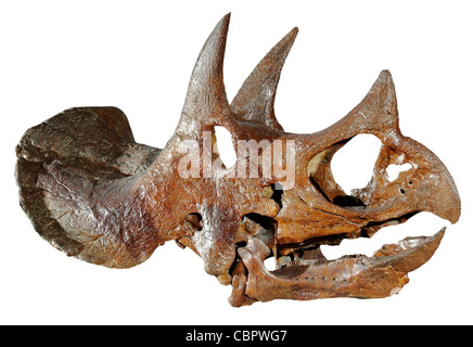 Triceratops horridus Skull Fossil Stock Photo - Alamy