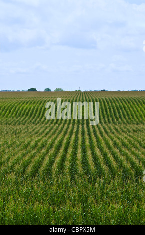 Rows of corn in Nebraska Cornhuskers farming in Nebraska Stock Photo ...