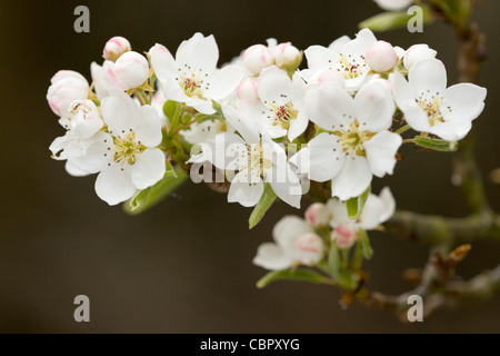 Wild cherry (Prunus avium), winter buds on white background, Doller ...