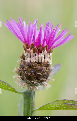 Common knapweed, Centaurea nigra, flower Stock Photo - Alamy