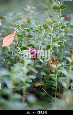 Red foxberries with green leaves Stock Photo - Alamy