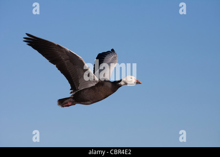 Snow Goose, Blue Goose, Chen hyperboreus, Anser caerulescens. The Stock ...