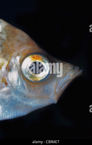 Boar Fish - Capros aper Stock Photo - Alamy