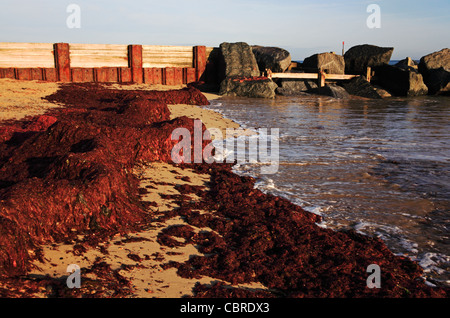Banks of red seaweed washed up by the tide on the beach at Waxham ...
