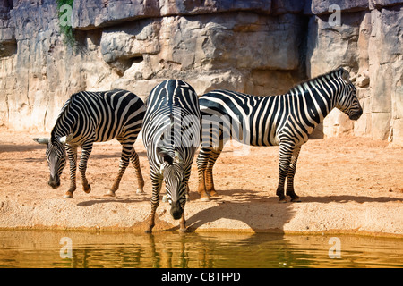 Three zebras drinking at pool in Namibian savannah of Etosha National ...