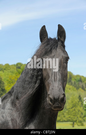 Friesian, Friesian horse, Mane Stock Photo - Alamy