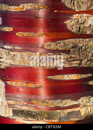 Shiny red bark of Himalayan Birch bark Cherry tree Prunus Serula 3 ...